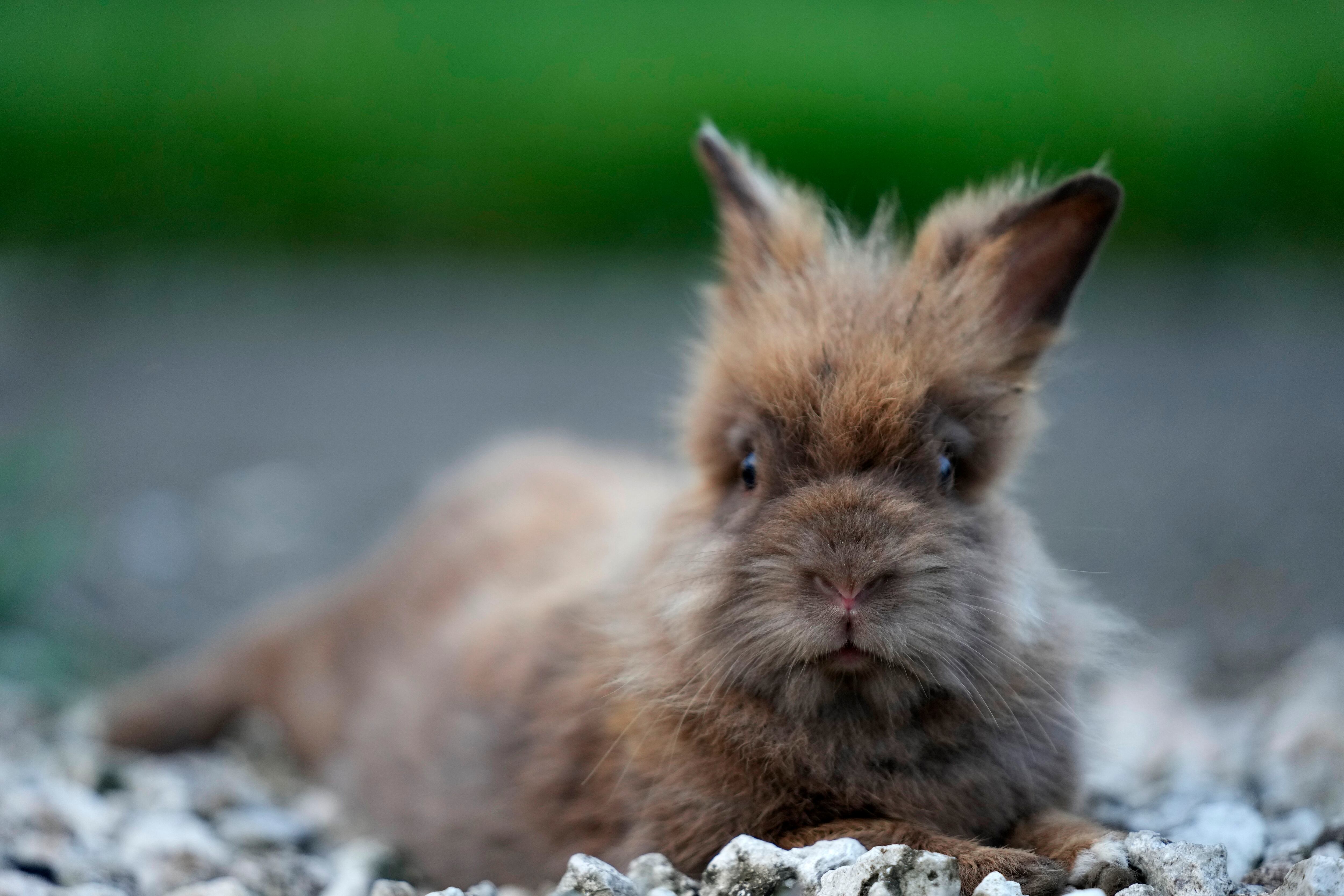 Lionhead Rabbits