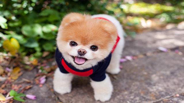 Boo, 'world's cutest dog' who became internet sensation, dies