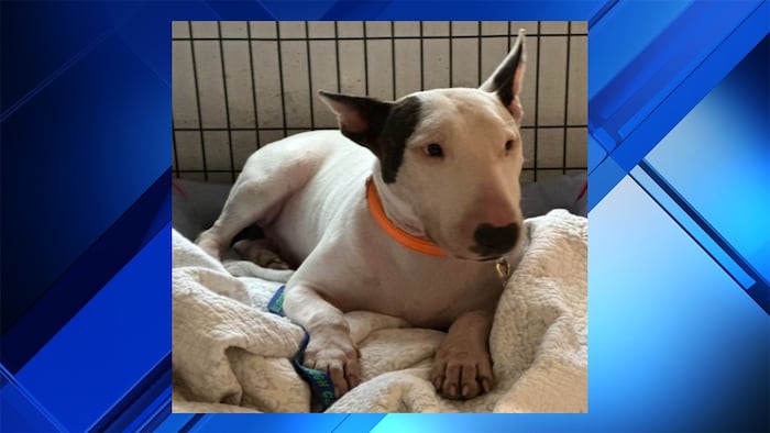 Dueño de ‘Trooper’, perro rescatado por FHP, ahora enfrenta cargos de ...