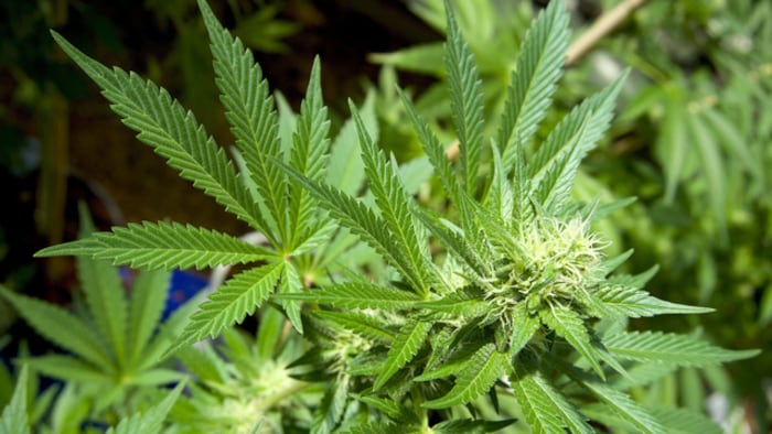 Recreational marijuana vote won’t make Florida ballot this year