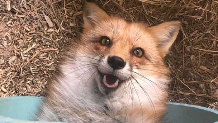 ZooMiami: Red fox with ‘warm personality’ dies after emergency surgery