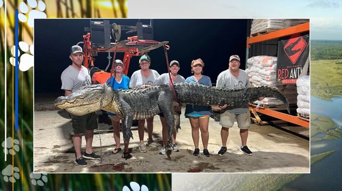 Hunters join exclusive club after catching massive gator in Mississippi