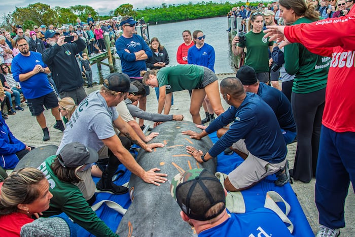 Manatee mother, calf released back into wild after treatment by Dolphin ...