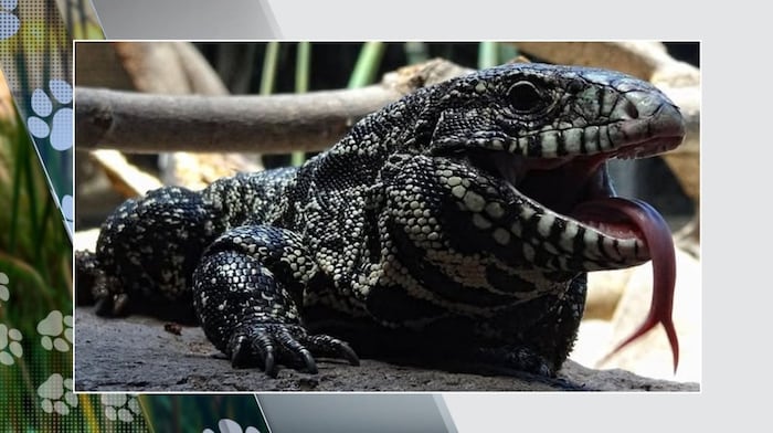 Tegu alert issued after the invasive dog-sized lizard is spotted in Keys