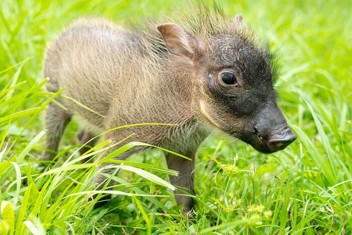 Zoo Miami’s real-life Pumbaa prepares to greet visitors