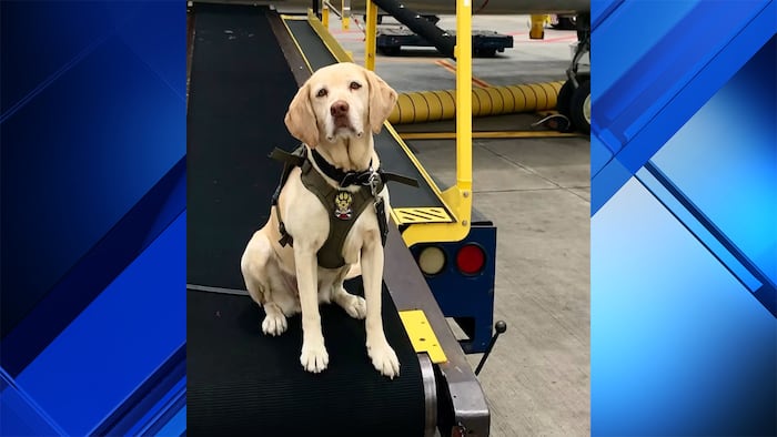 MDSO K9 dies after being involved in crash during deputy chase
