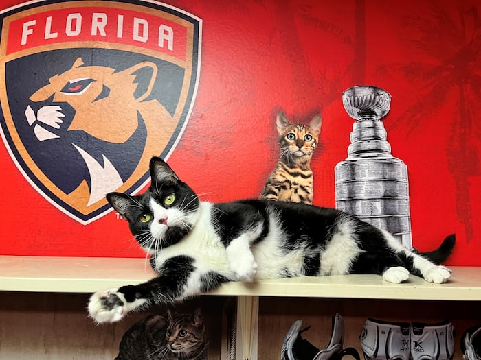 Florida Panthers and feline fans get 50% off on cat adoptions in Broward