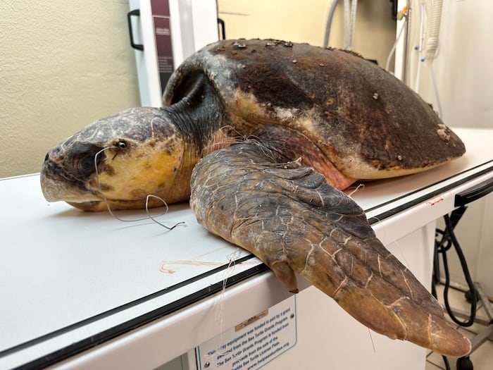 Sea turtle dies after being shot with spear in Keys; reward offered for ...