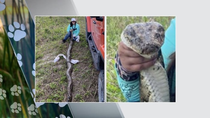 Wife-husband python hunting team bag nearly 15-foot-long beast