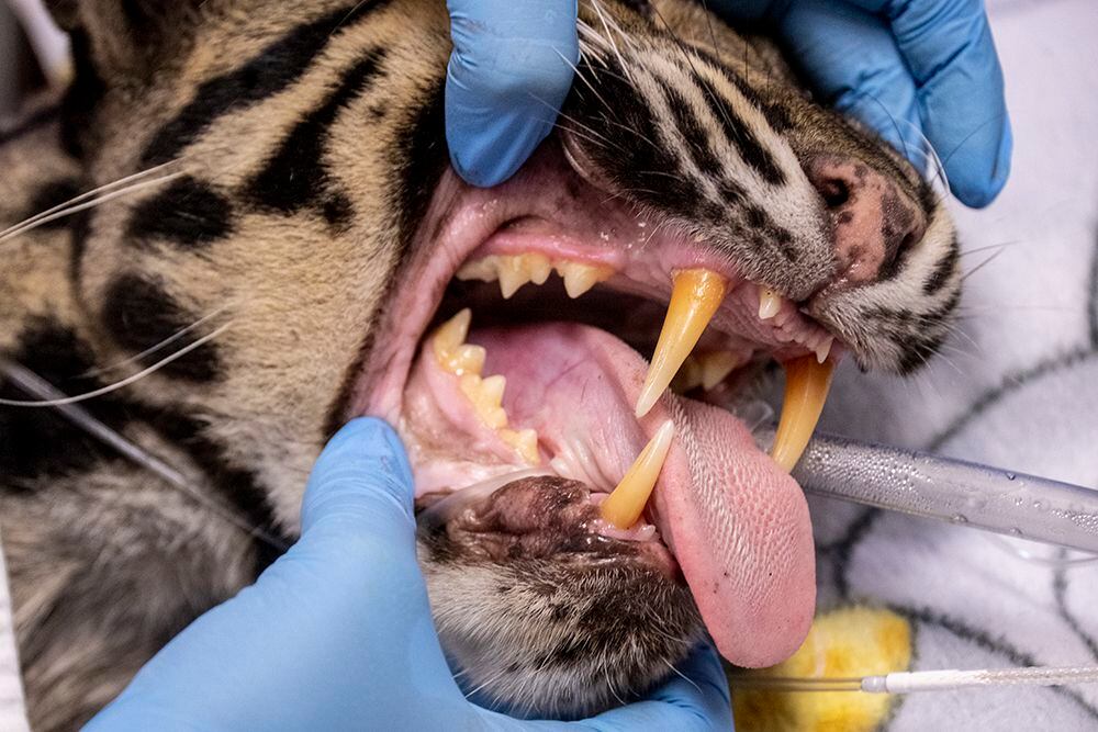 Clouded Leopard Teeth